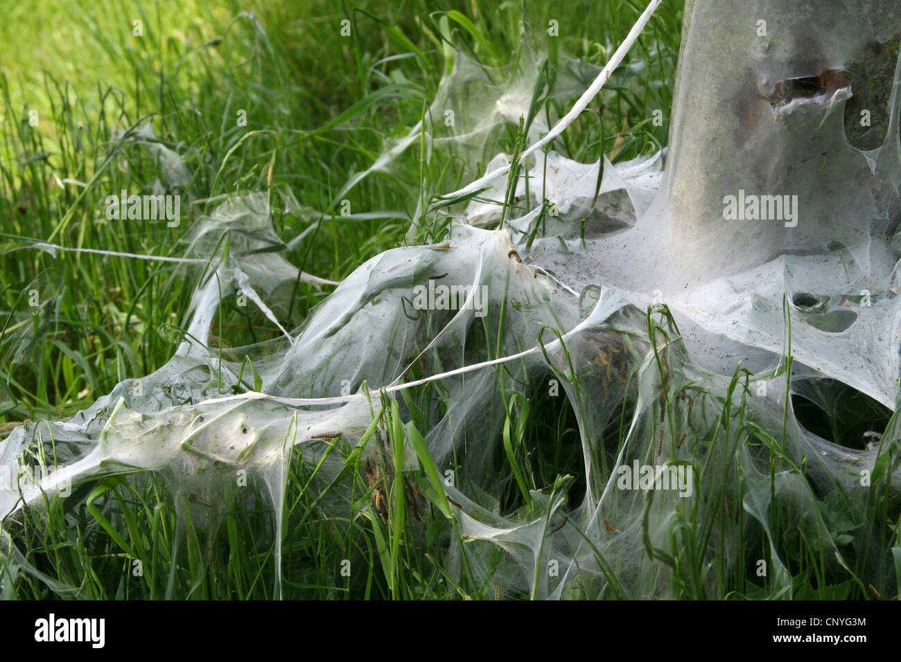 Gossamer at a tree an in grass hi-res stock photography and images - Alamy