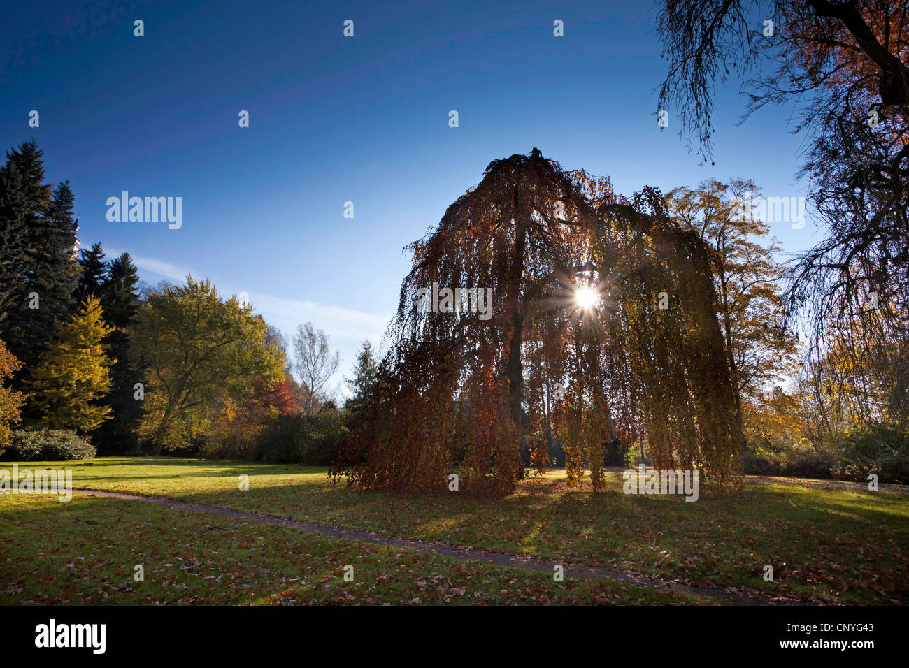 Weeping beech (Fagus sylvatica 'Pendula', Fagus sylvatica Pendula ...