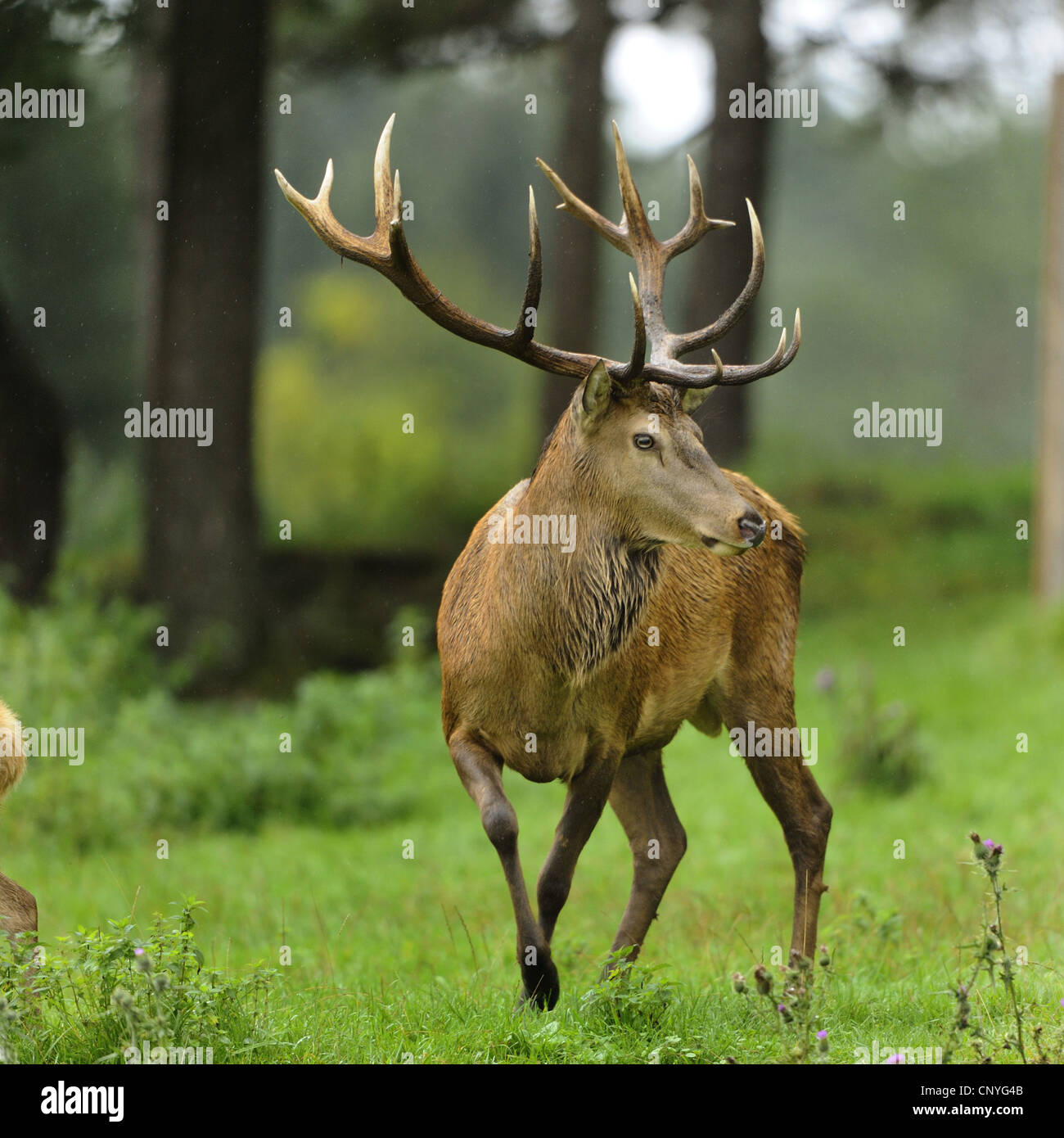 Hart horn hi-res stock photography and images - Alamy