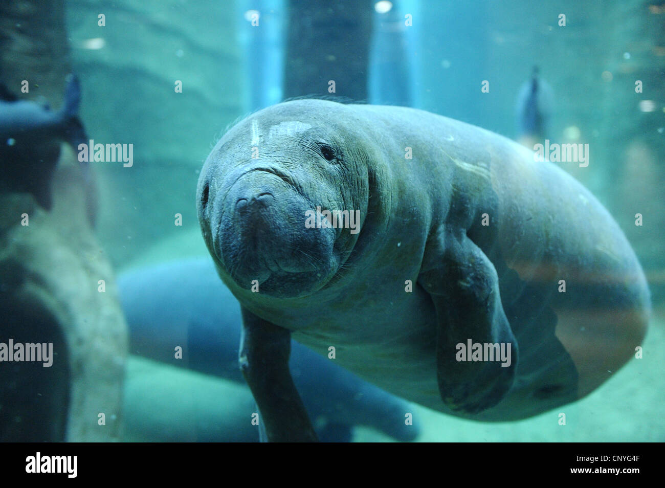West Indian manatee, Florida manatee, Caribbean manatee, Antillean ...