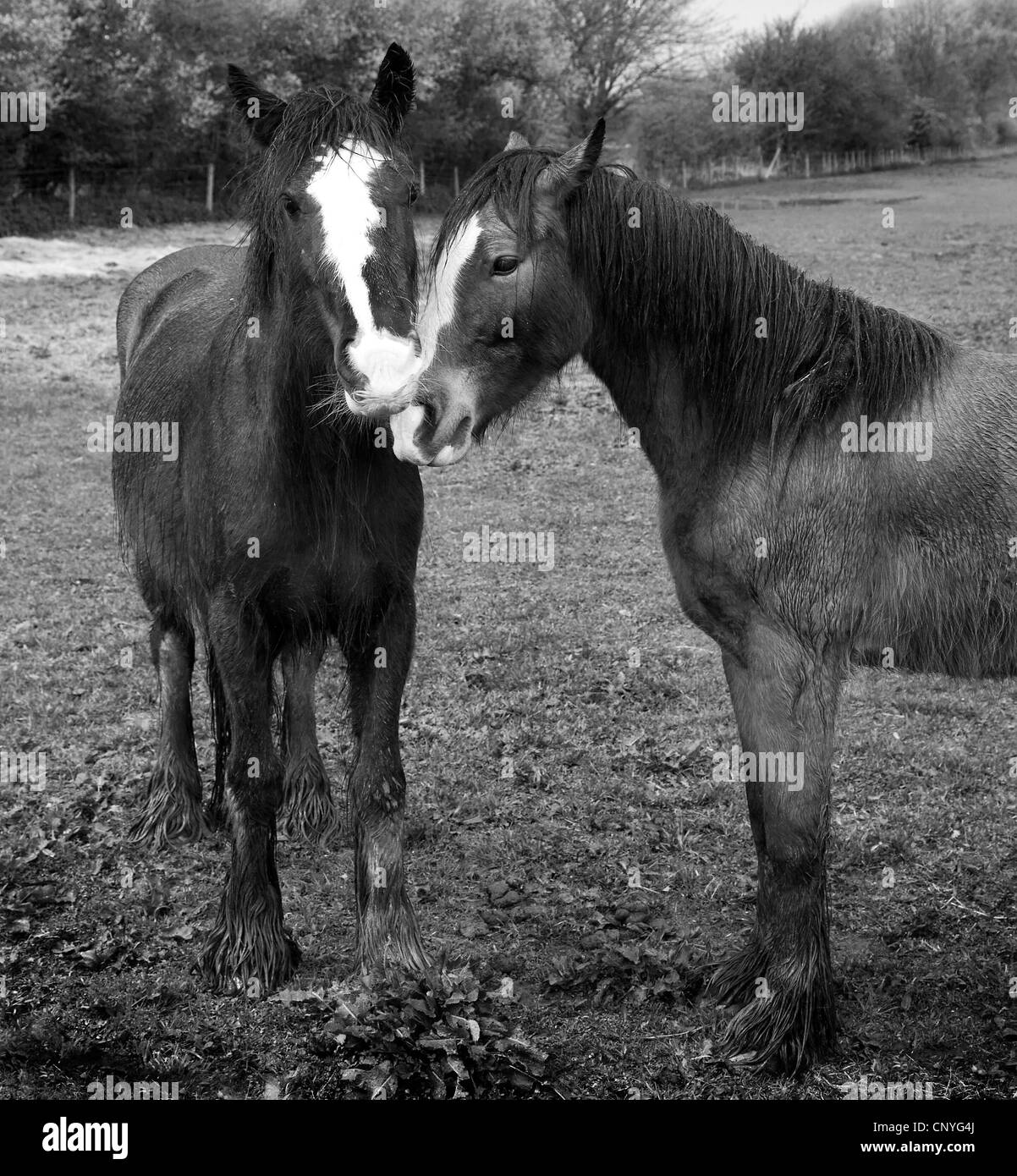 Two 2 Horses standing in a field embracing Loving cuddling, rain soaked ...