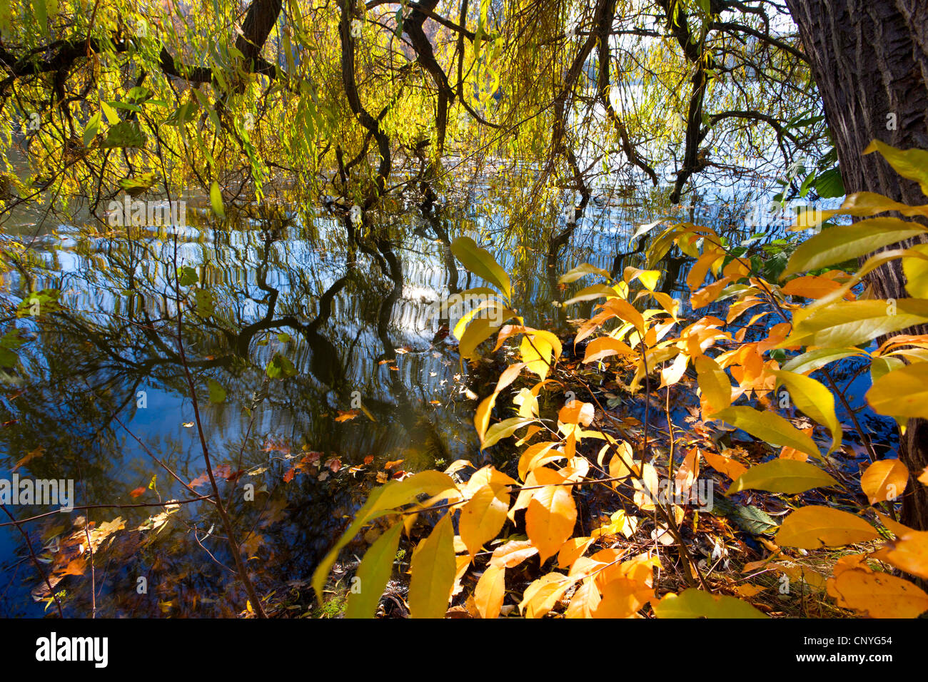 Dwarf willow tree hi-res stock photography and images - Alamy