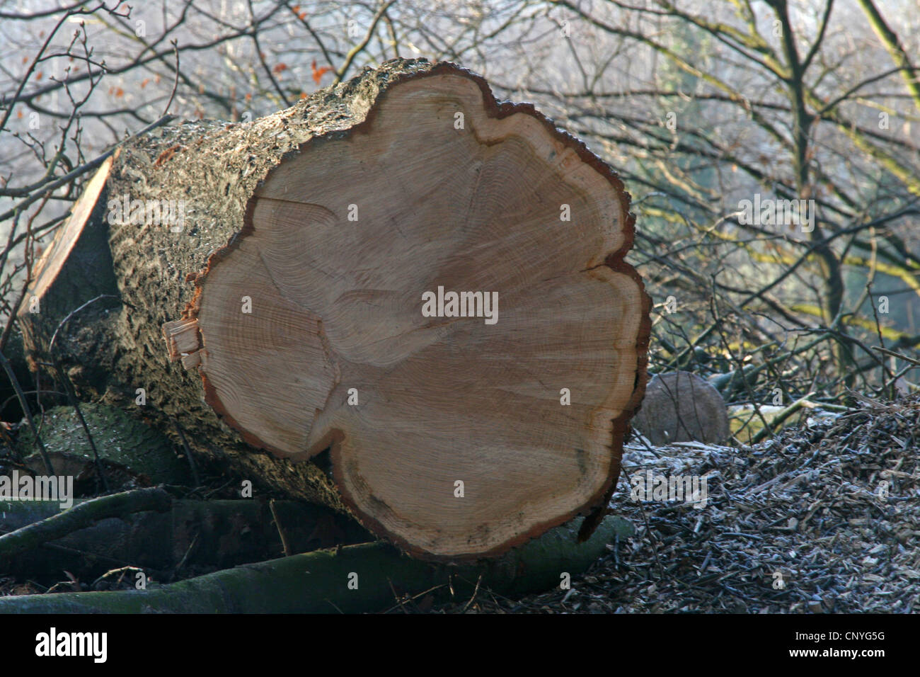 Woody stem cross section hi-res stock photography and images - Alamy