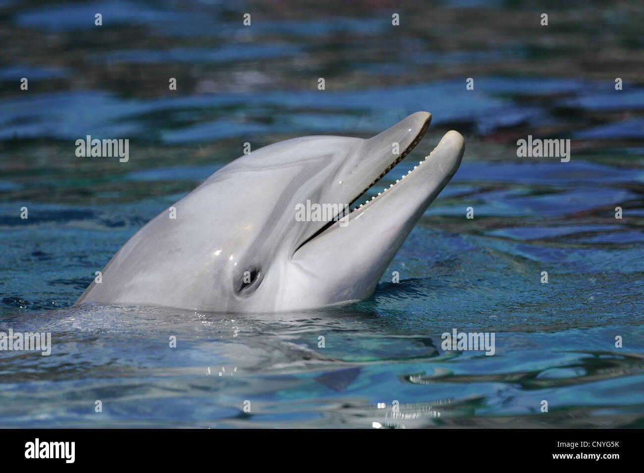 bottlenosed dolphin, common bottle-nosed dolphin (Tursiops truncatus ...