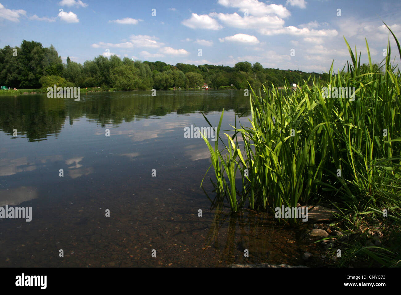 Sweet sedge acorus calamus hi-res stock photography and images - Alamy
