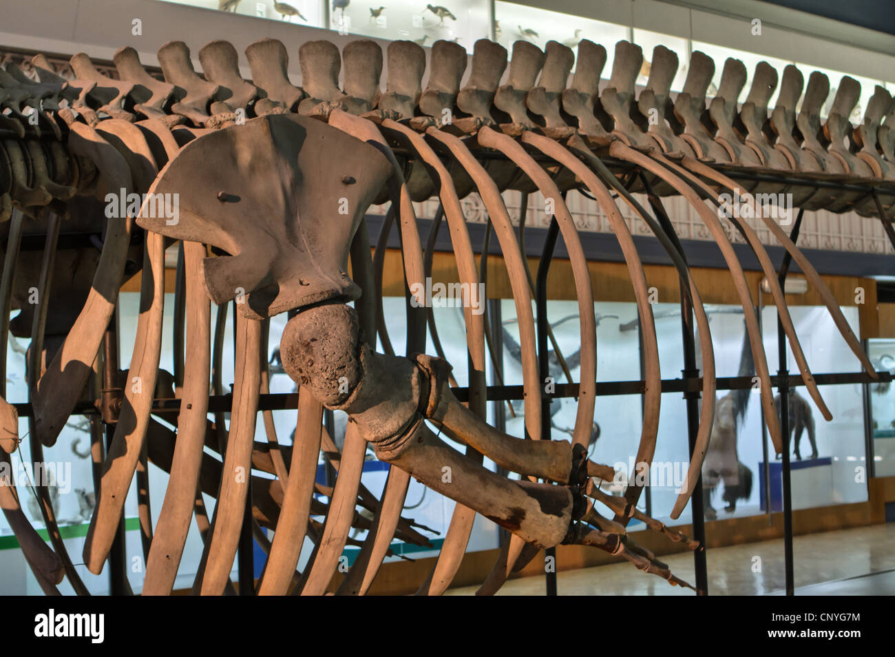 Skeleton of a whale in The Museum of Natural History at Wroclaw ...