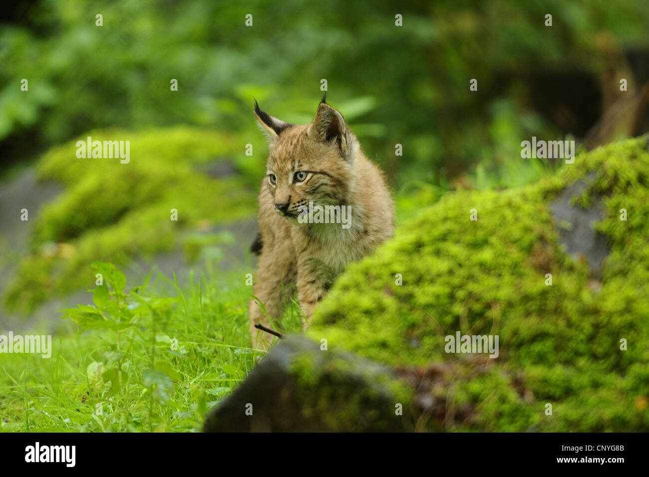 northern lynx (Lynx lynx lynx), pup in a forest, Germany, Hesse Stock ...