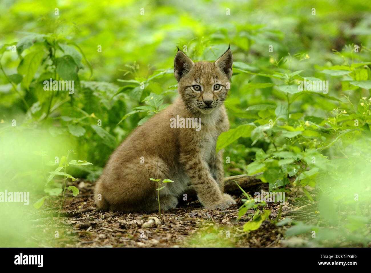 northern lynx (Lynx lynx lynx), pup in a forest, Germany, Hesse Stock ...