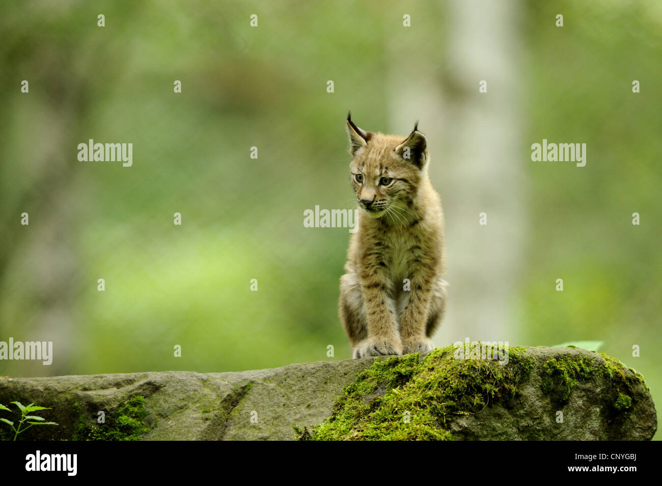 northern lynx (Lynx lynx lynx), pup on a rock, Germany, Hesse Stock ...