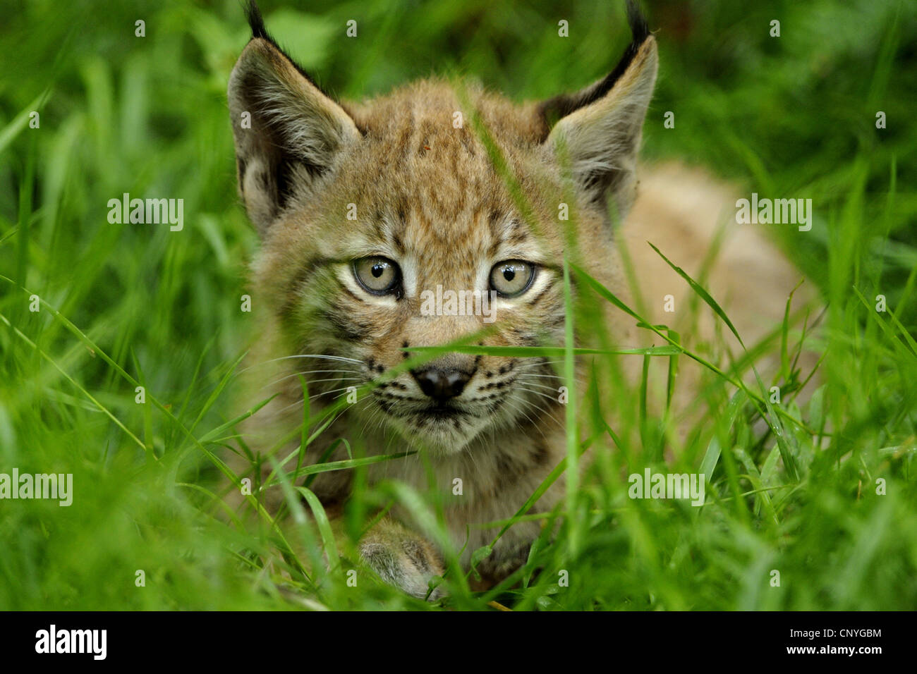northern lynx (Lynx lynx lynx), frightened pup, Germany, Hesse Stock ...