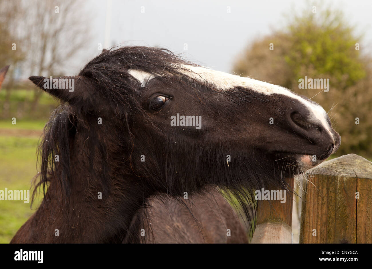 Brown rain drenched horse scratching on a fence post in open country ...