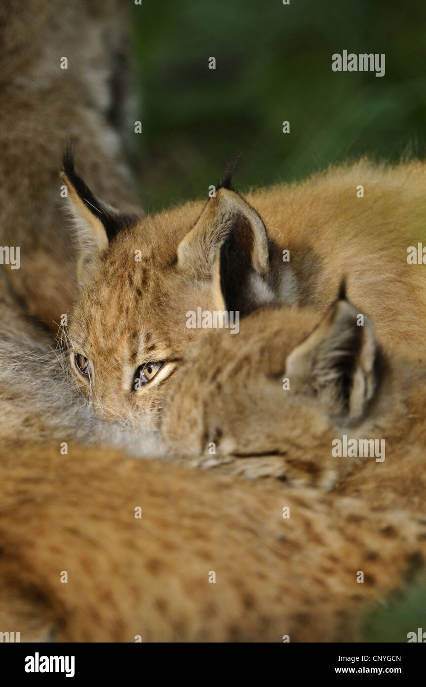 northern lynx (Lynx lynx lynx), two lynxes snoozing, Germany, Hesse ...