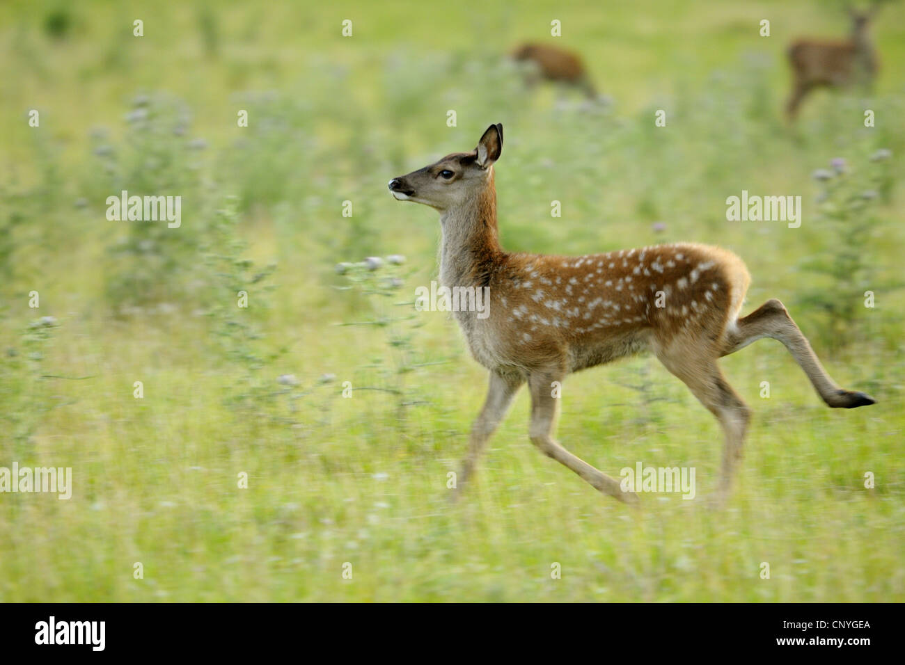 Fawn running through meadow hi-res stock photography and images - Alamy