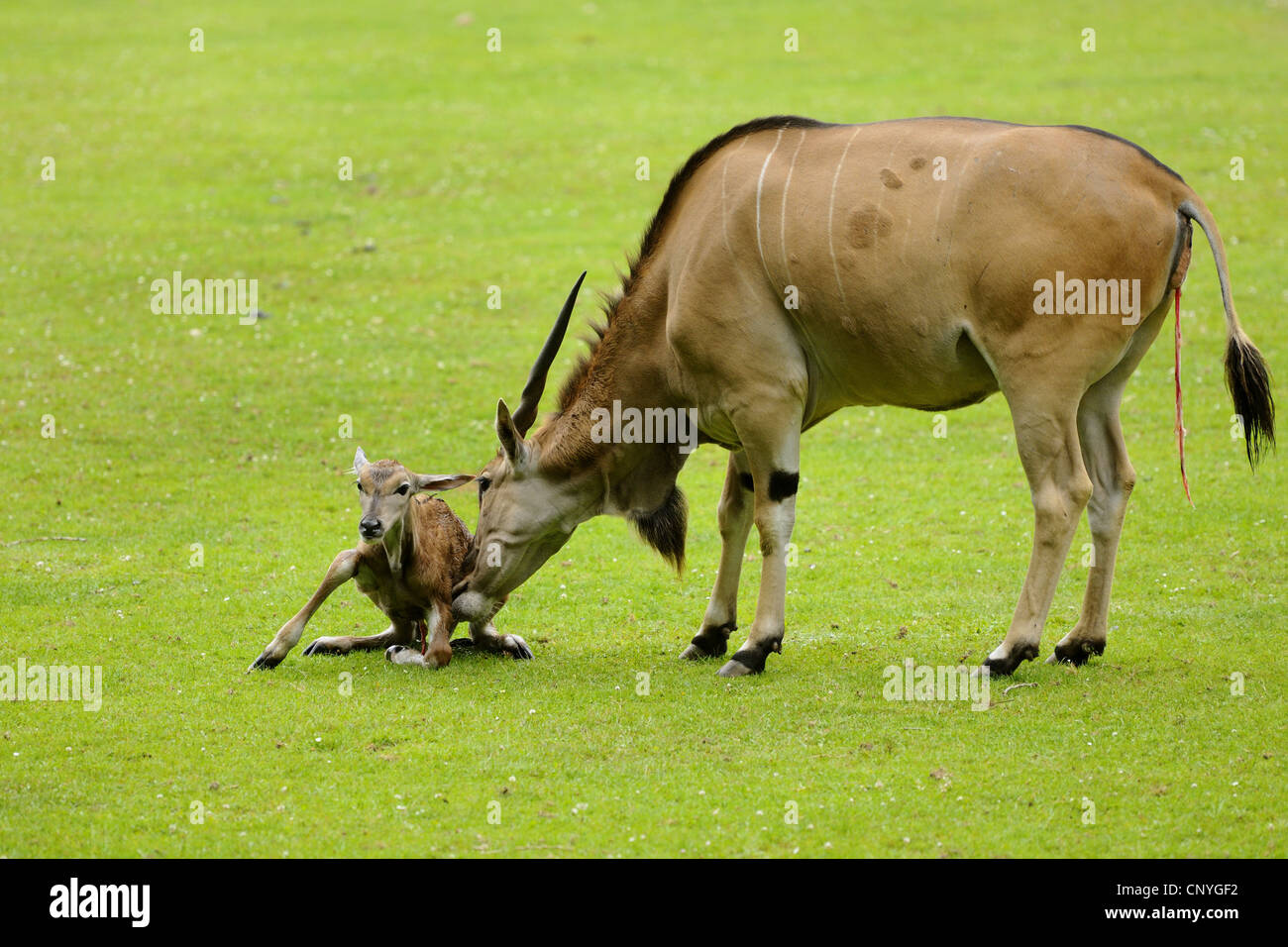 Common eland, Southern Eland (Taurotragus oryx, Tragelaphus oryx), cow ...
