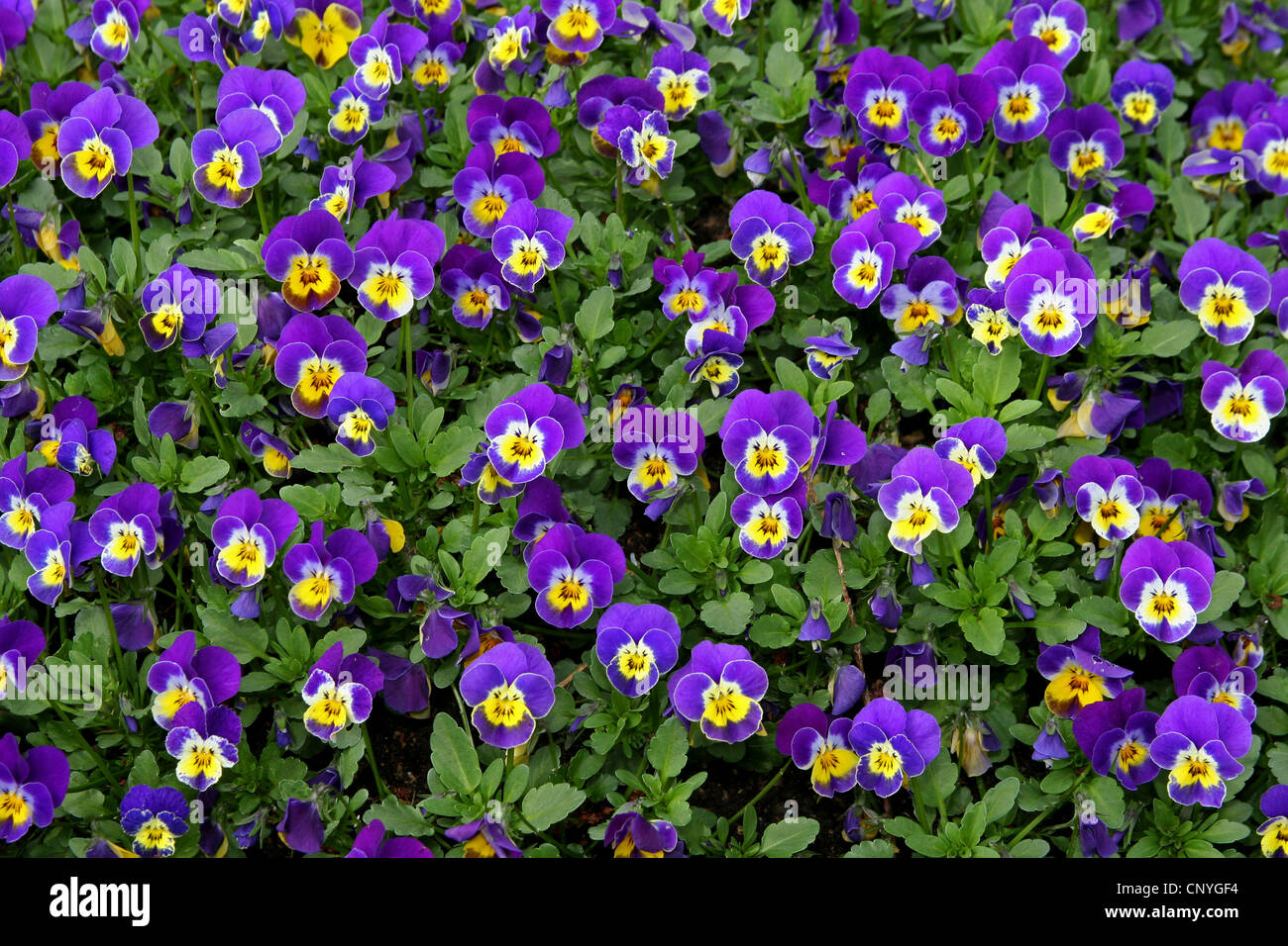horned pansy, horned violet (Viola cornuta), blooming in a flowerbed ...