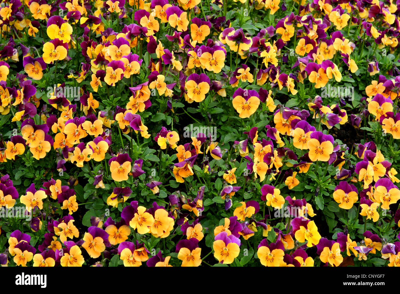 Viola cornuta horned violet hi-res stock photography and images - Alamy