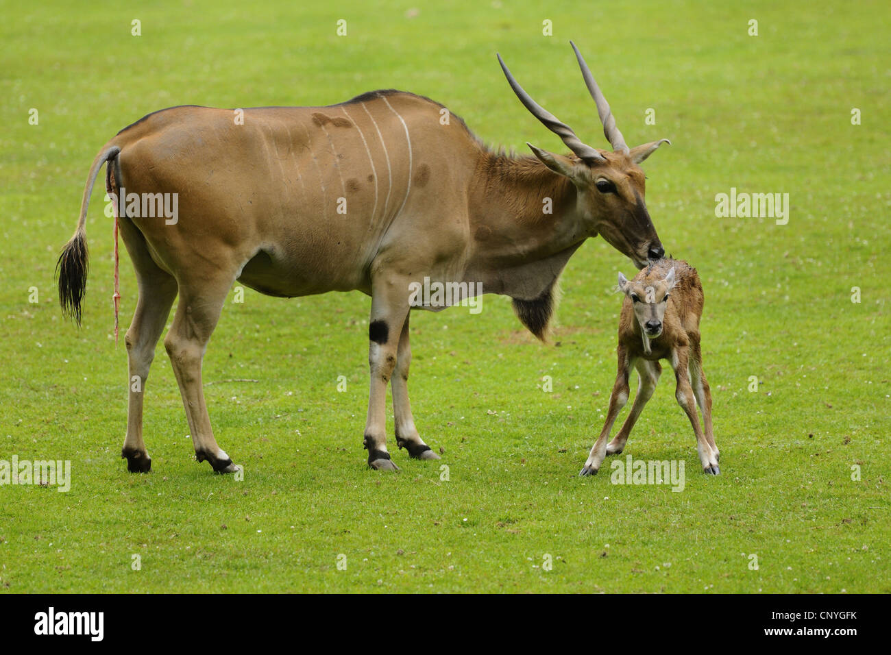 Common eland, Southern Eland (Taurotragus oryx, Tragelaphus oryx), cow ...