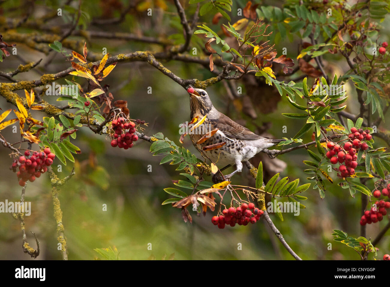 Rowan birds hi-res stock photography and images - Alamy