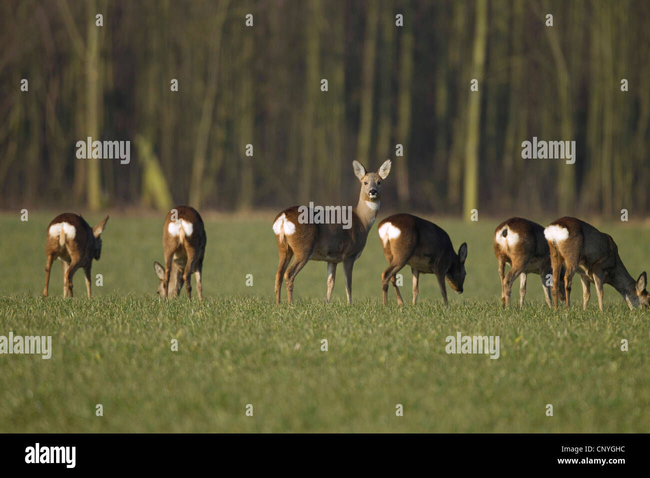 Roe deers in serene hi-res stock photography and images - Alamy