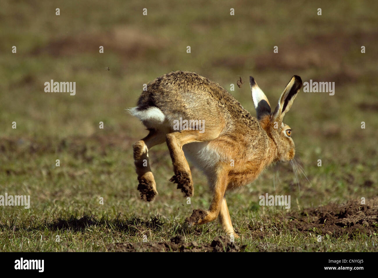 European hare (Lepus europaeus), fleeing, Germany Stock Photo - Alamy