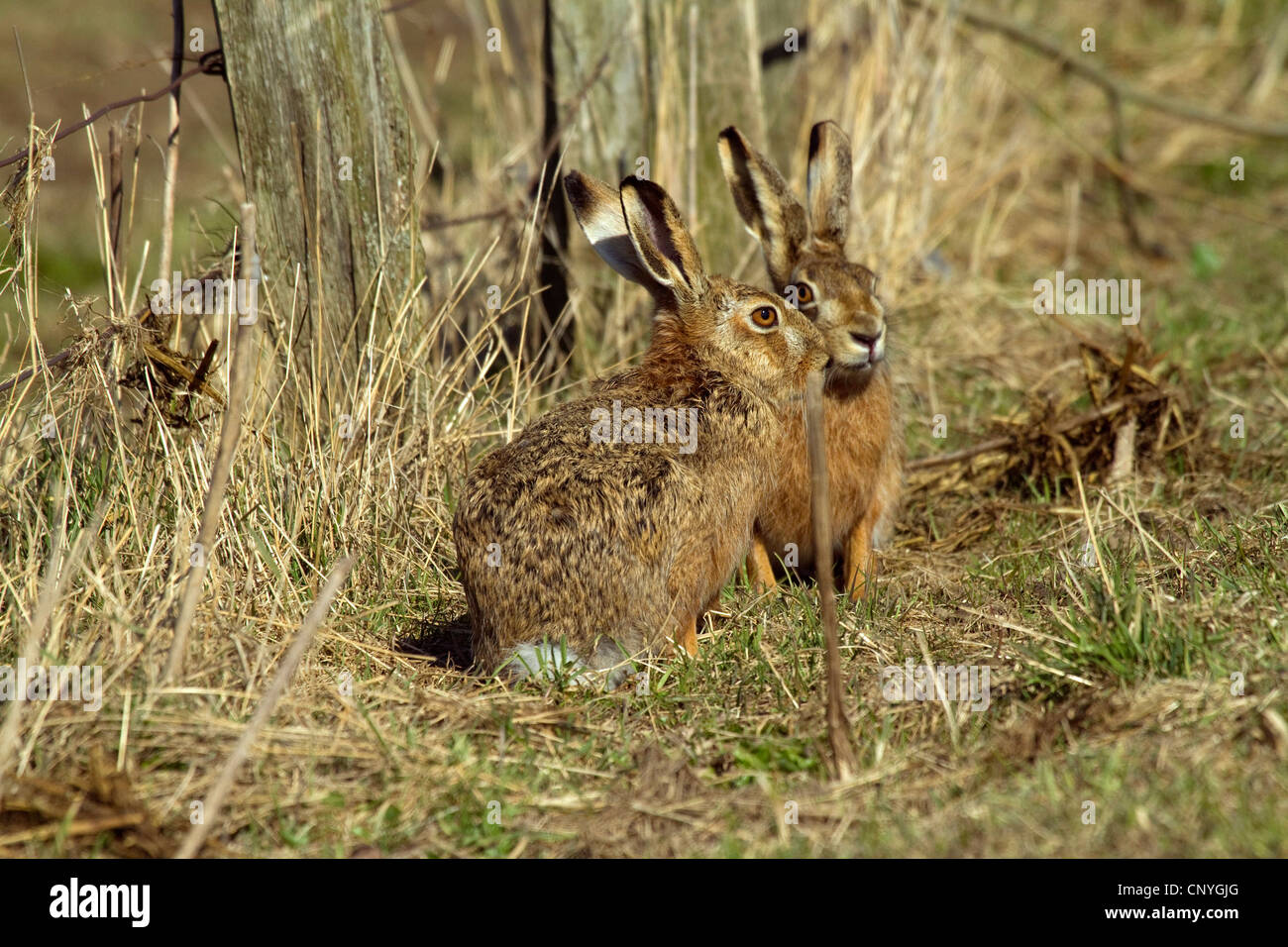 European hare (Lepus europaeus), two juveniles in a stubble field ...
