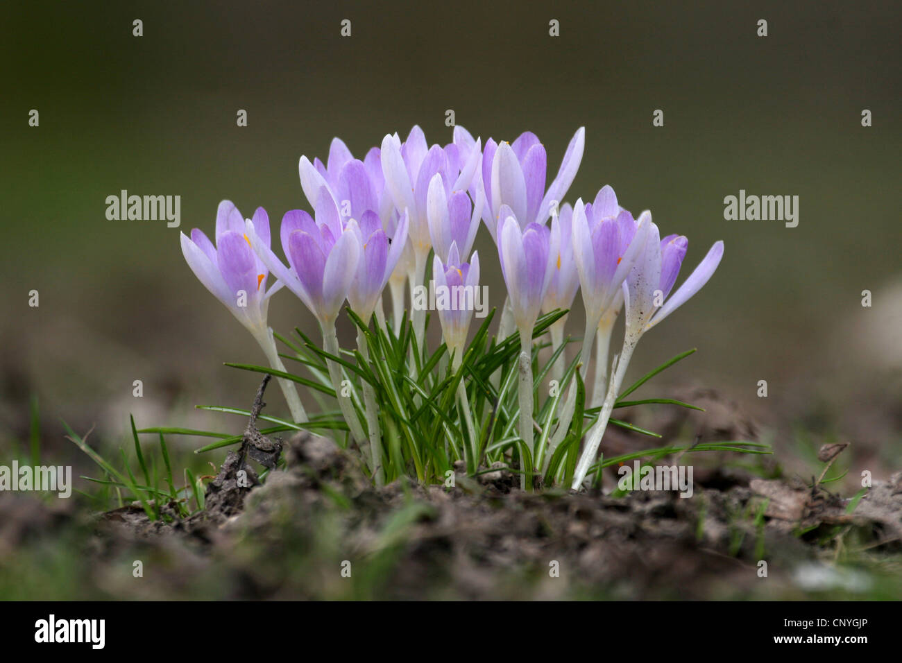 Early Crocus (Crocus tommasinianus), blooming, Germany Stock Photo - Alamy