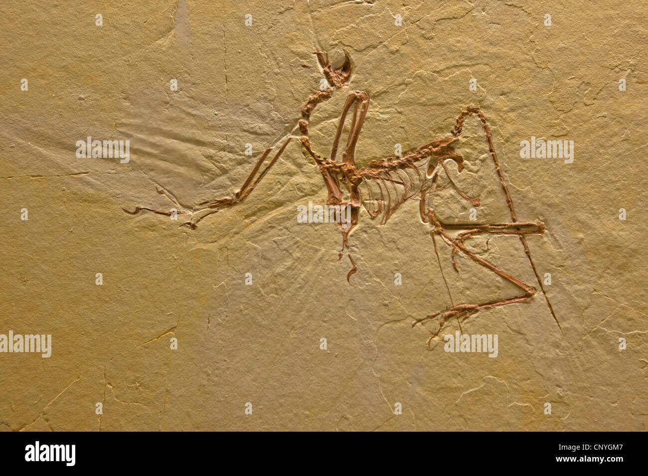 Archaeopteryx fossil hi-res stock photography and images - Alamy