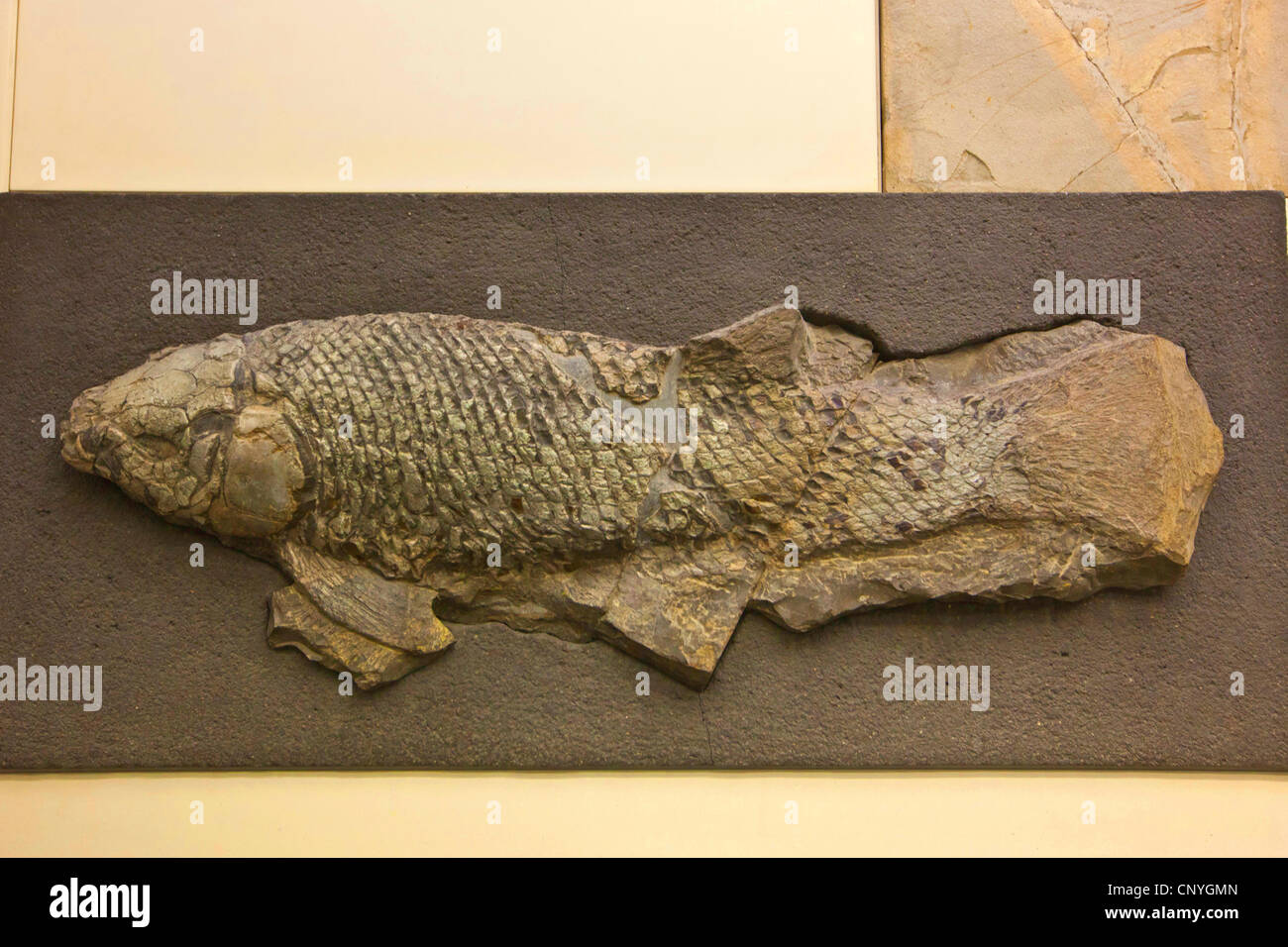 Fossil of lobe finned fish hi-res stock photography and images - Alamy