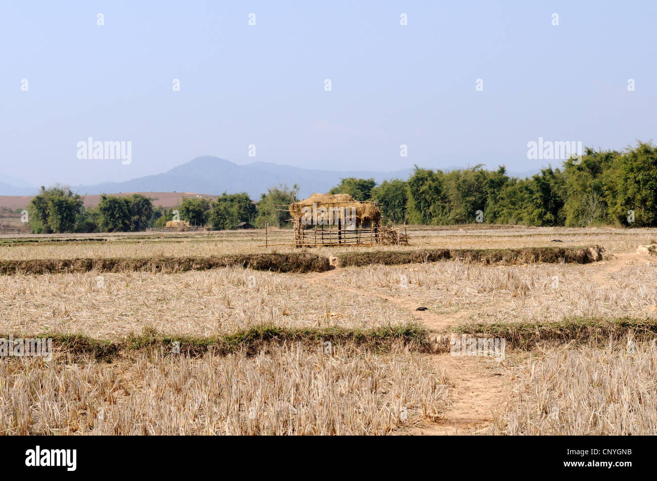 Bamboo fodder storage hut after rice harvest Zieng Khuang Province ...
