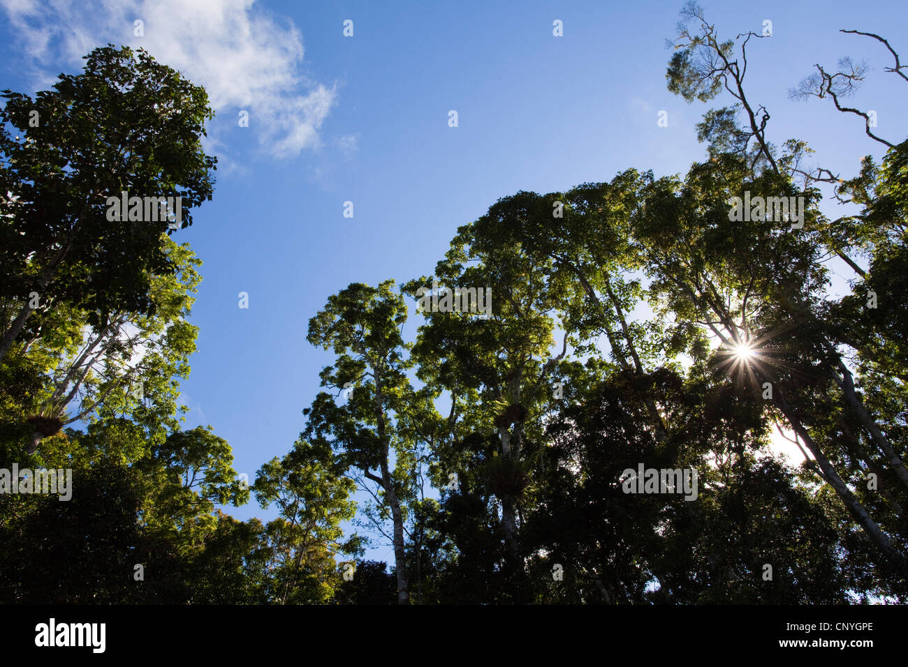 Tree Tops Of Rainforest High Resolution Stock Photography and Images ...