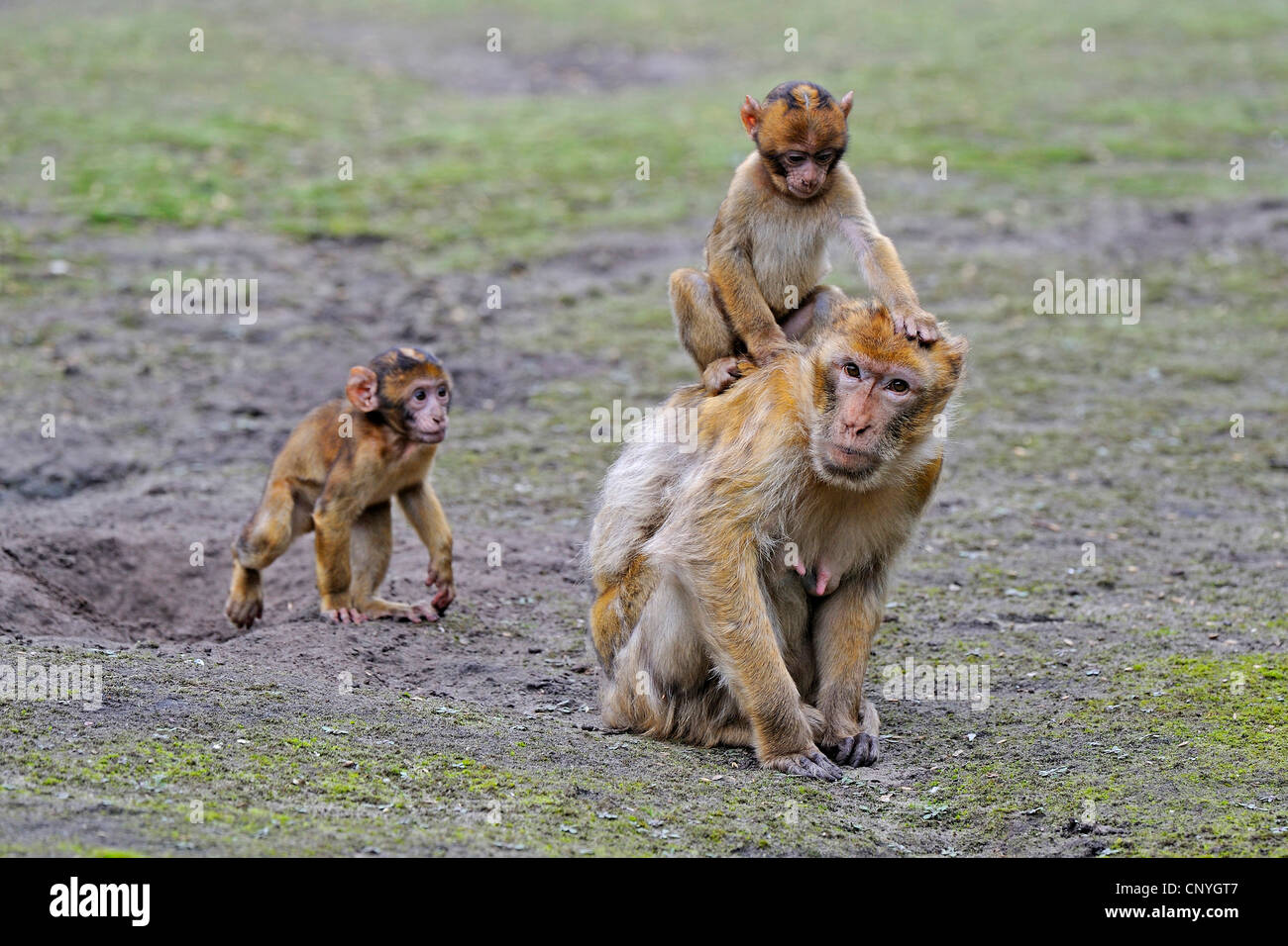 barbary ape, barbary macaque (Macaca sylvanus), adult with playing pups ...
