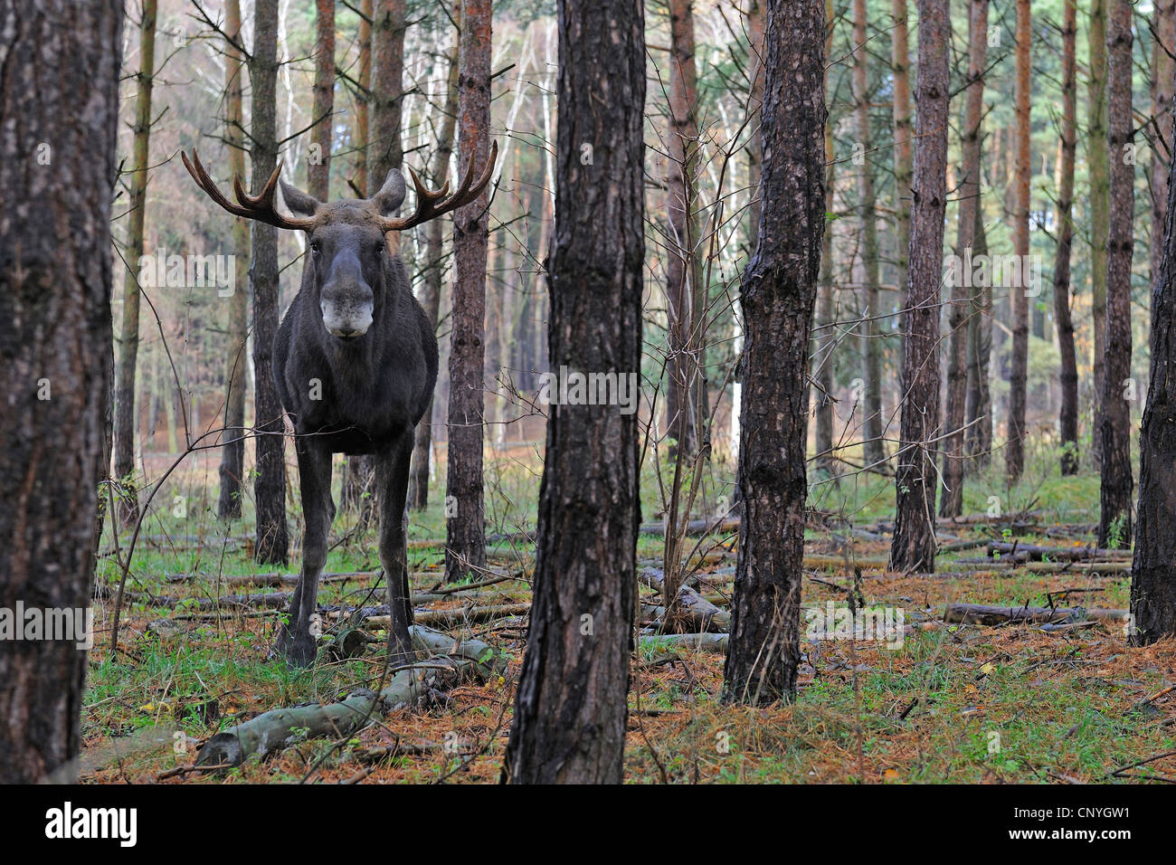 elk, European moose (Alces alces alces), standing in a pine forest ...