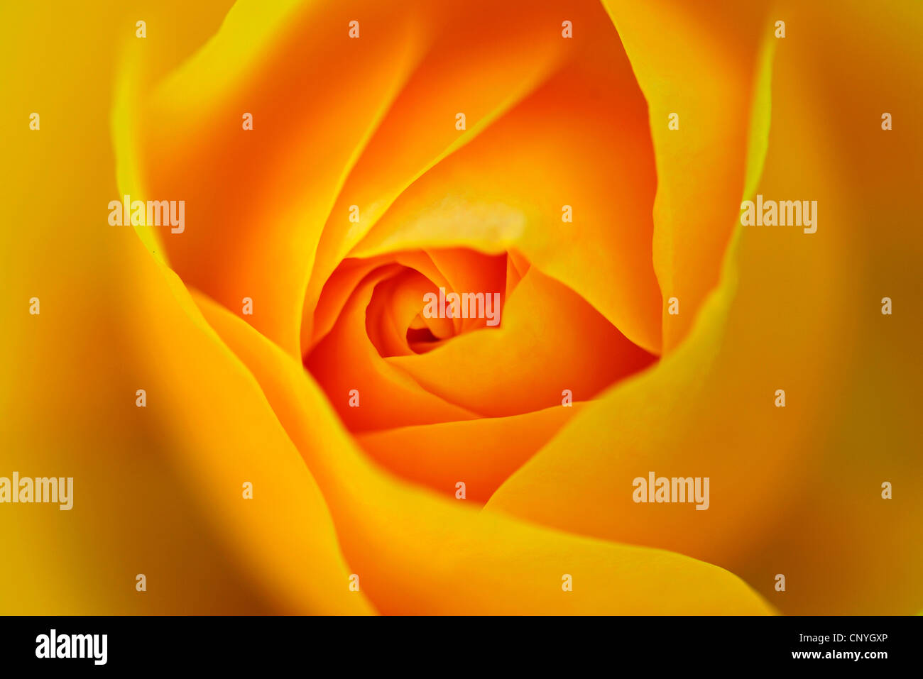 ornamental rose (Rosa spec.), blooming yellow rose Stock Photo - Alamy