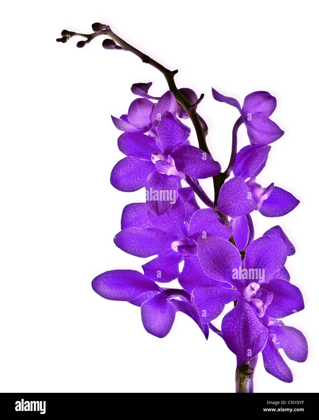 Purple fresh orchid flower isolated on white background Stock Photo - Alamy