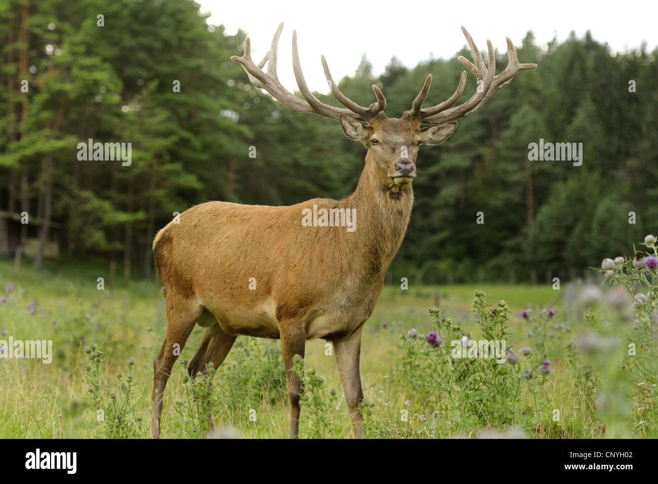 red deer (Cervus elaphus), bull in a meadow at a forest edge, Germany ...