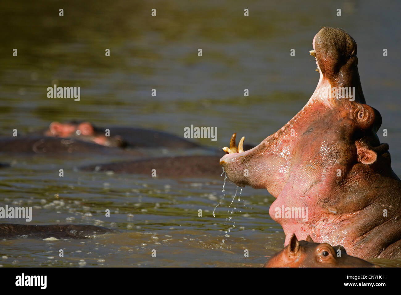 hippopotamus, hippo, Common hippopotamus (Hippopotamus amphibius ...