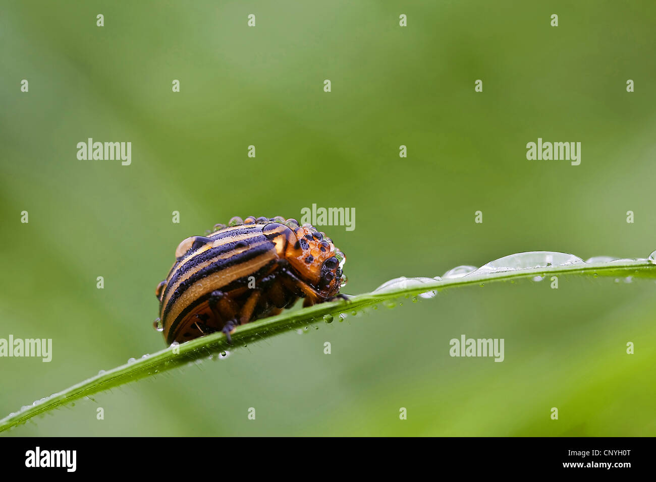 Water drop on beetle hi-res stock photography and images - Alamy