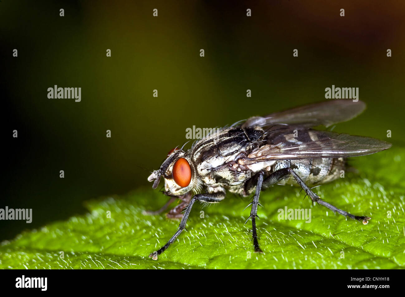 Grey flesh fly hi-res stock photography and images - Alamy