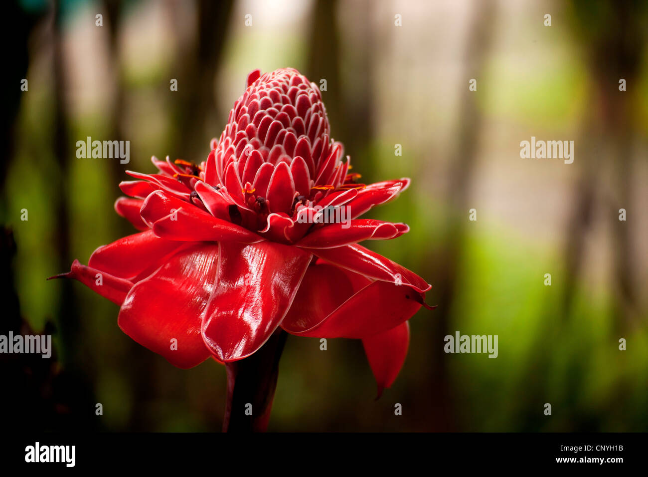 Ginger flower costa rica High Resolution Stock Photography and Images ...