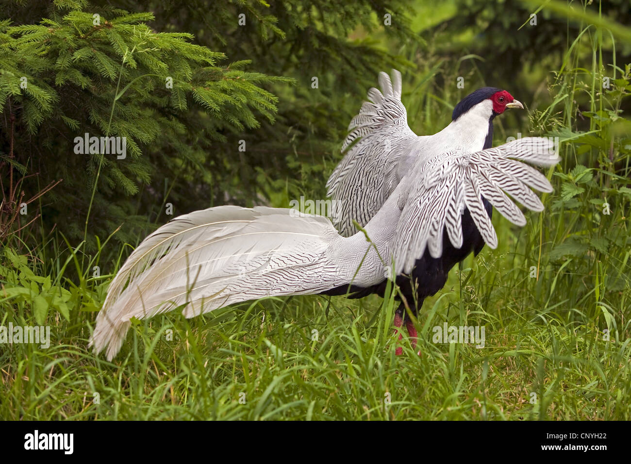 Silver pheasant hi-res stock photography and images - Alamy