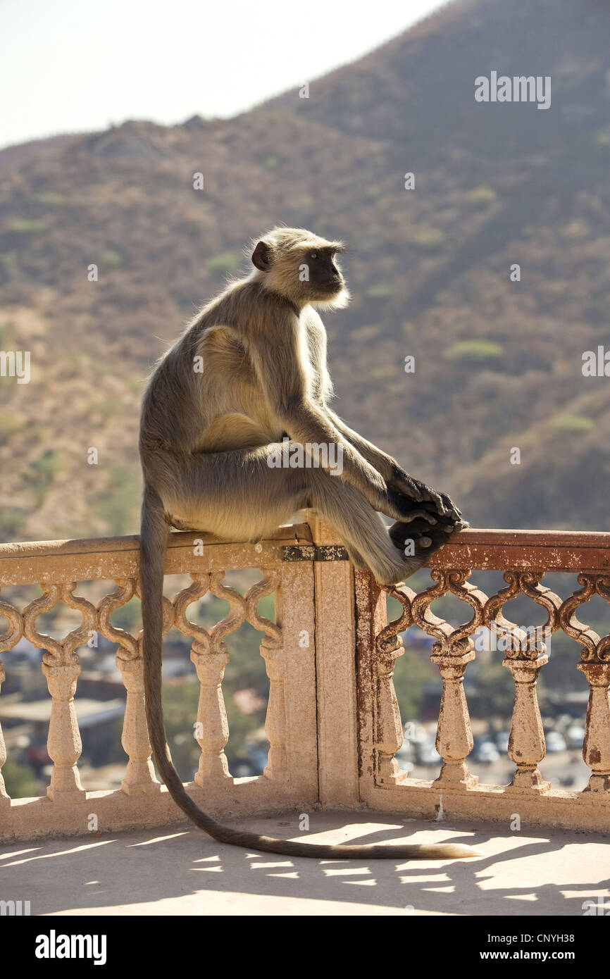 Sacred langur, Indian langur, Hanuuan langur, Northern Plains Gray ...