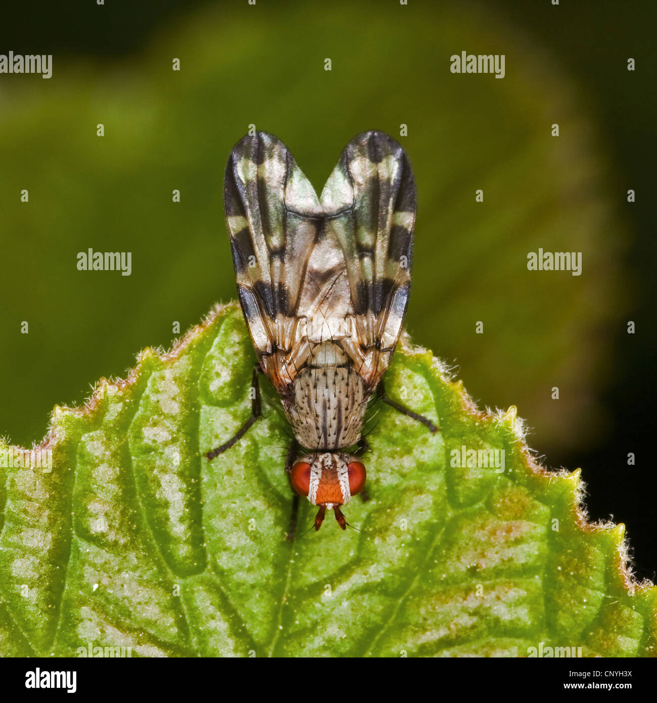 Germany mcphoto diptera hi-res stock photography and images - Alamy