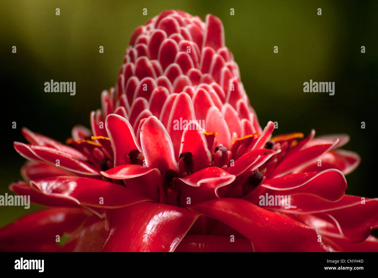 giant blossom of Torch Ginger Nicolaia elatior, Costa Rica, Central ...