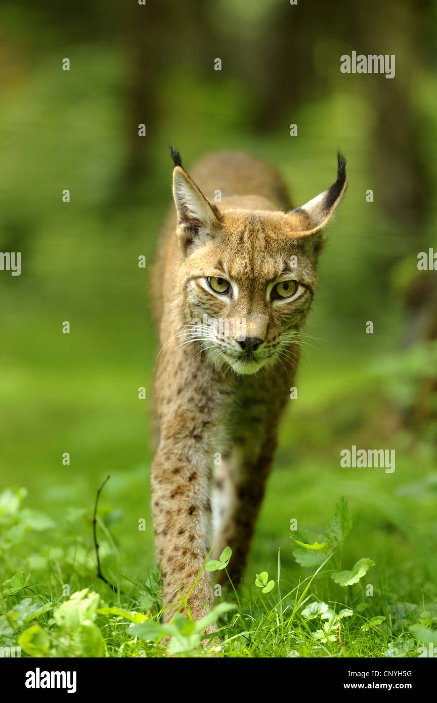 northern lynx (Lynx lynx lynx), walking in meadow, Germany, Hesse Stock ...