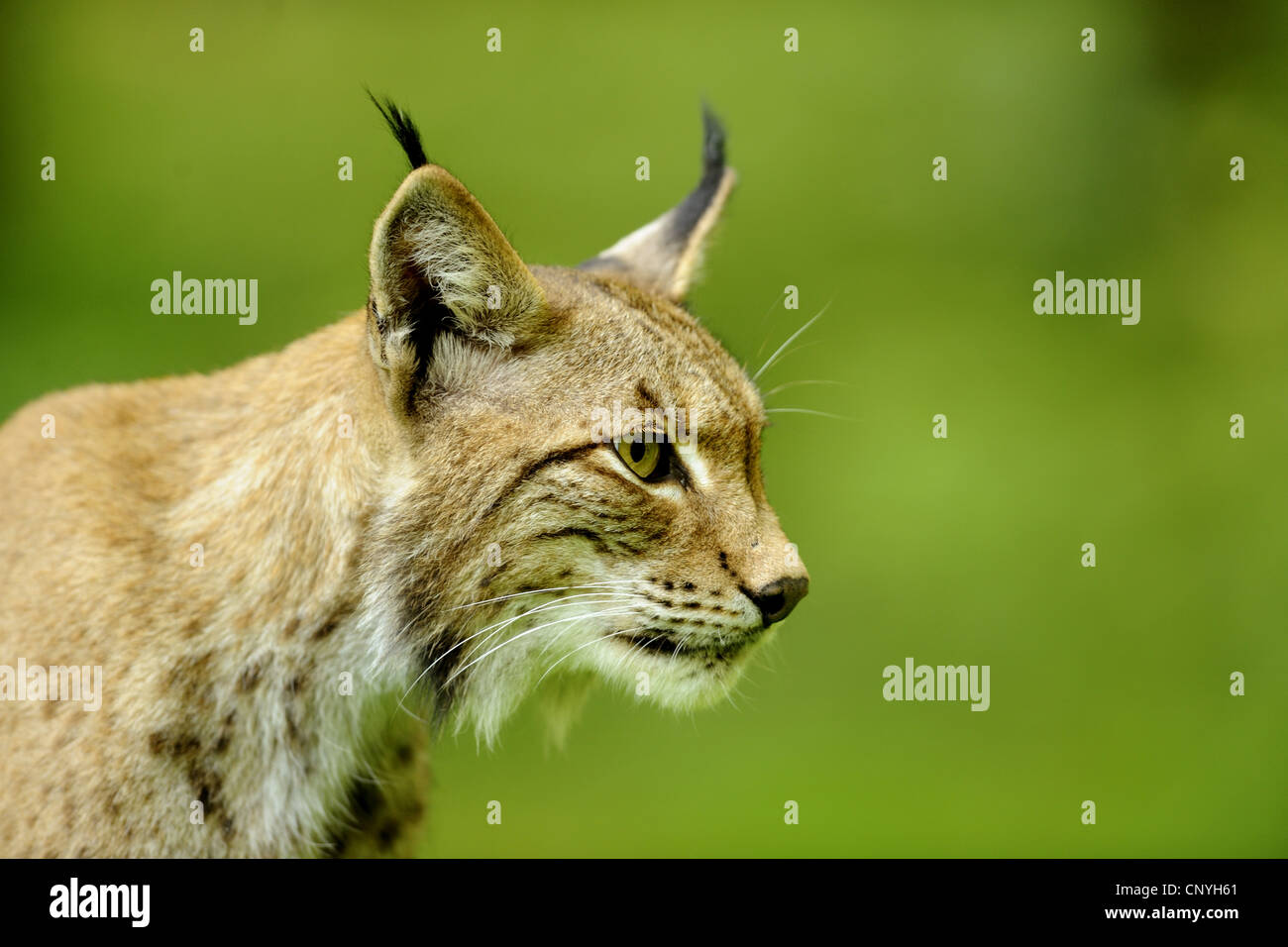 northern lynx (Lynx lynx lynx), portrait, side view, Germany, Hesse ...