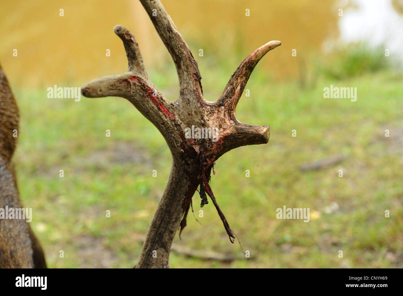 Deer horn section hi-res stock photography and images - Alamy