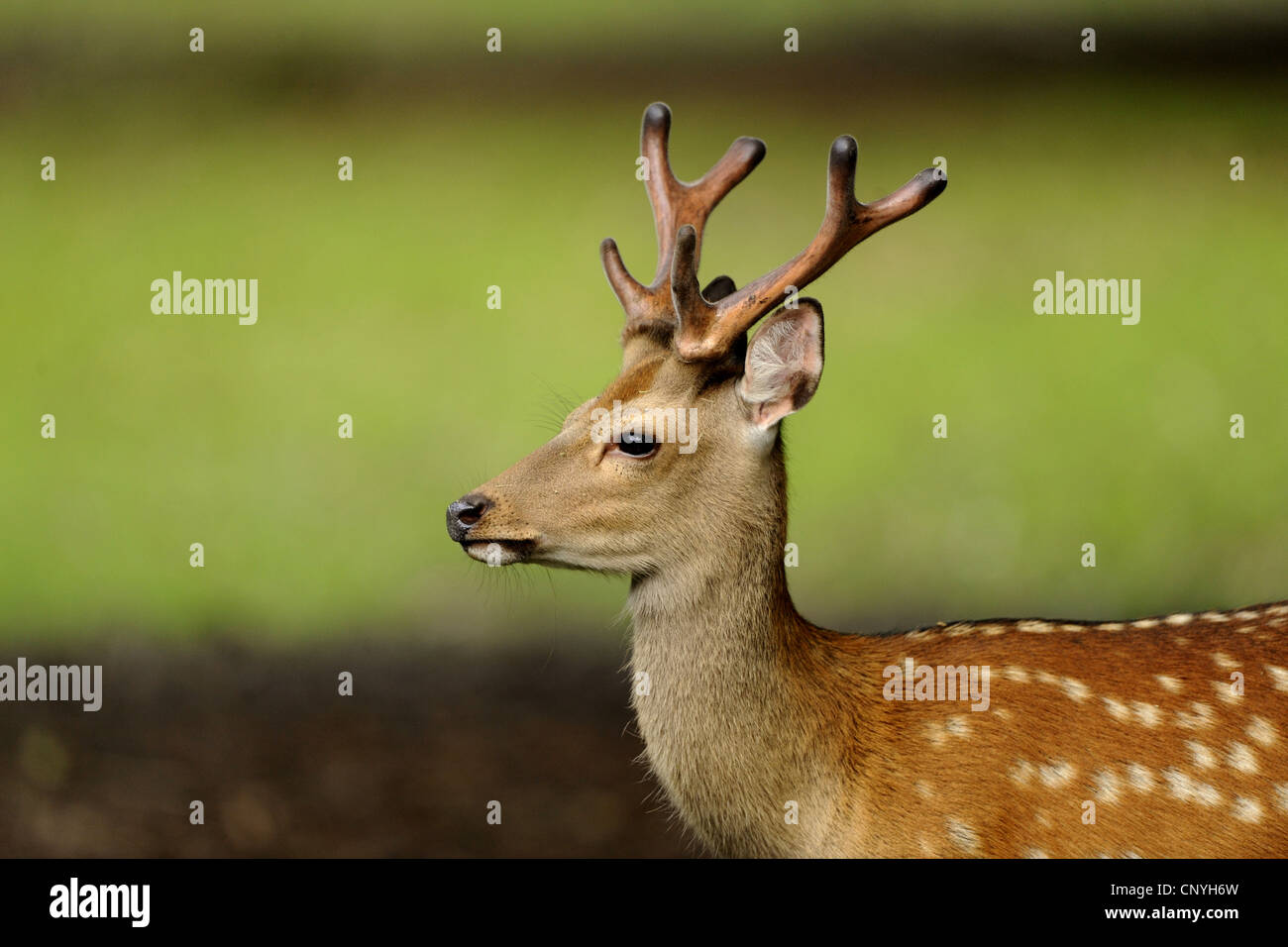 Dybowski sika deers hi-res stock photography and images - Alamy