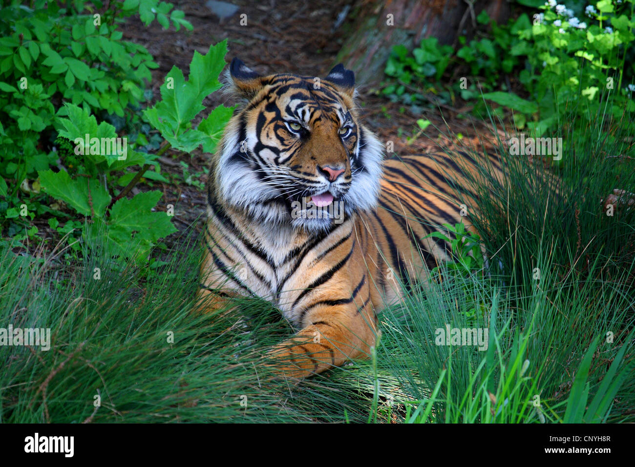 Sumatran tiger face hi-res stock photography and images - Alamy