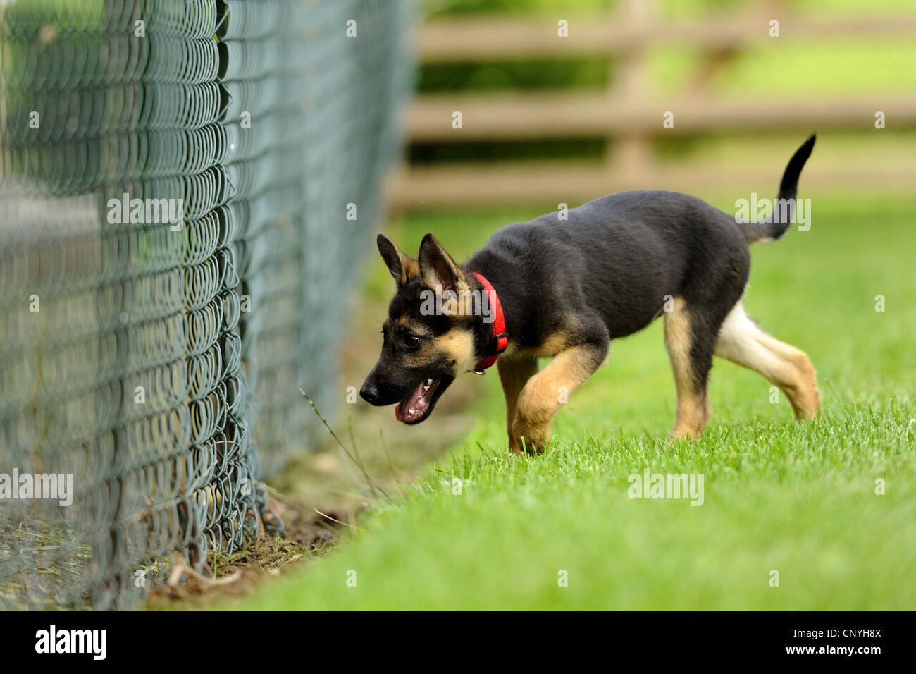 Sheldon Shepherd High Resolution Stock Photography and Images - Alamy