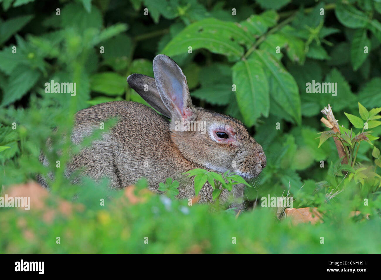 Wild rabbit resting hi-res stock photography and images - Alamy